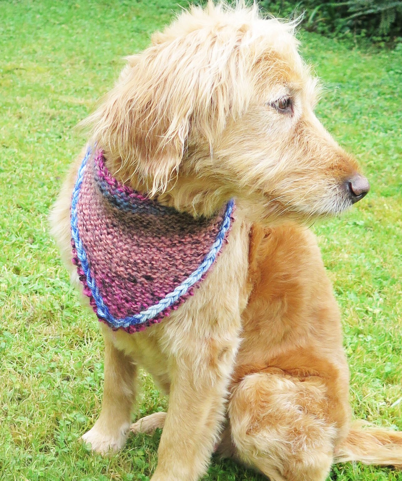 Dog Bandana Knitting kit - Woolly Kits