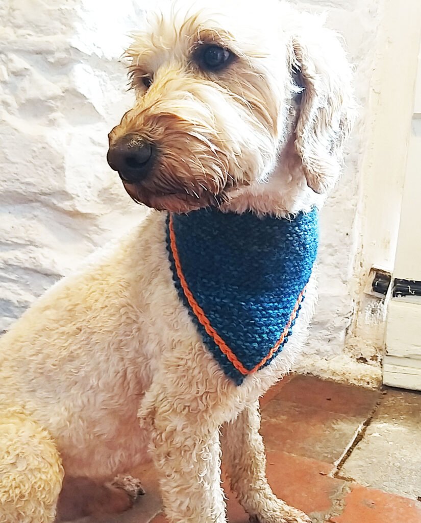 Dog Bandana Knitting kit - Woolly Kits